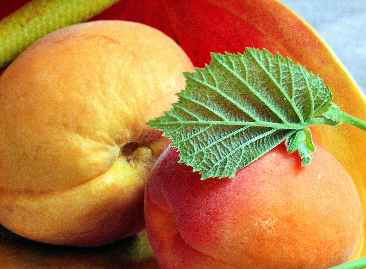 Aprikosen in Begleitung Foto & Bild | stillleben , nature, macro Bilder ...