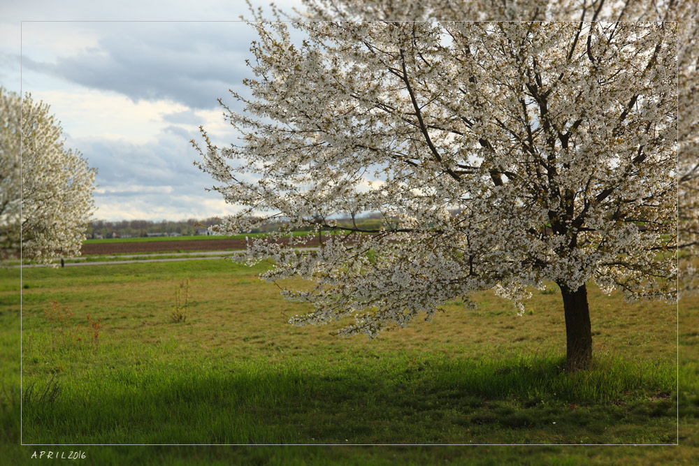 APRIL Foto & Bild | natur, blüten Bilder auf fotocommunity