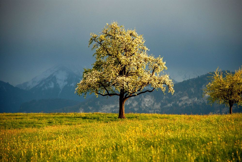 April Foto & Bild | landschaft, baum, april Bilder auf fotocommunity