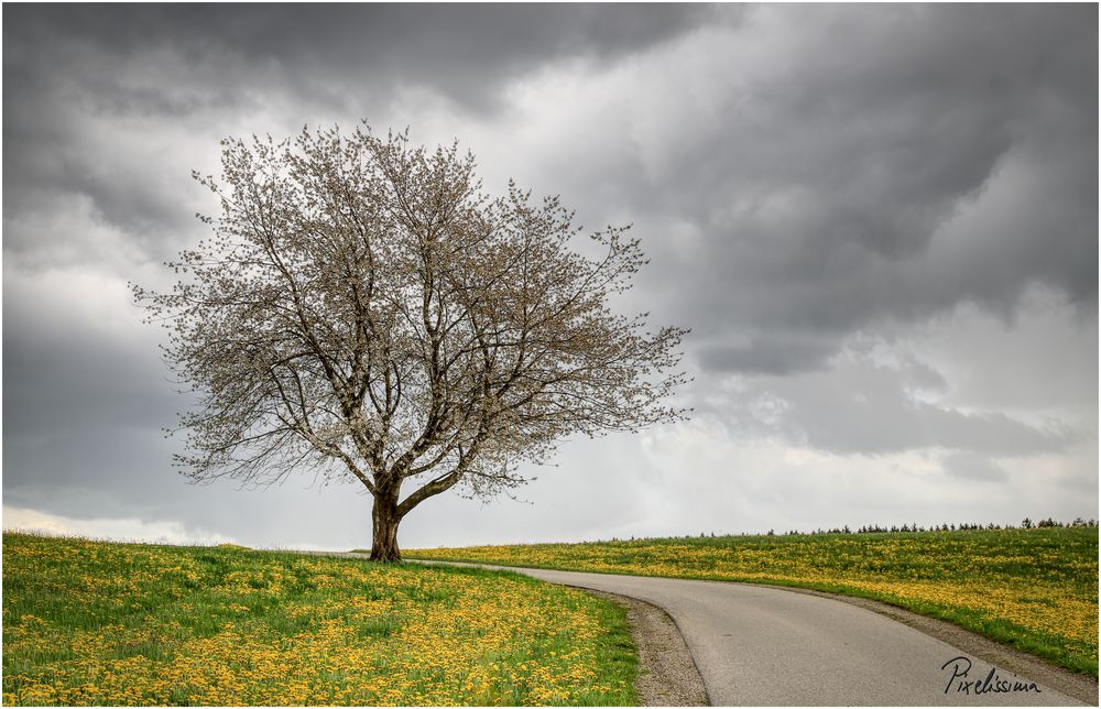 April Foto & Bild | pflanzen, pilze & flechten, landschaft, bäume ...