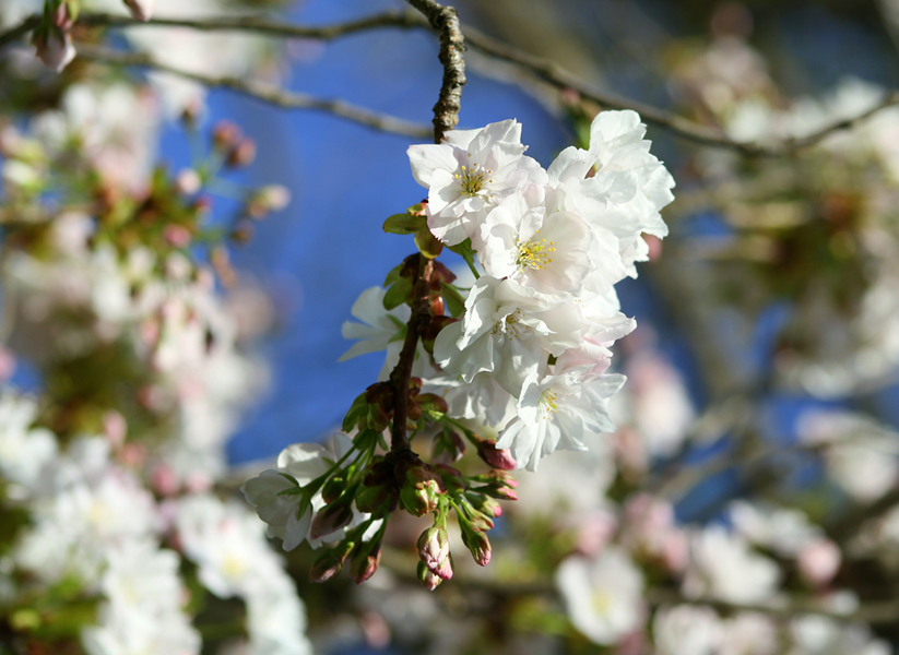 April Foto & Bild | jahreszeiten, frühling, natur Bilder auf fotocommunity