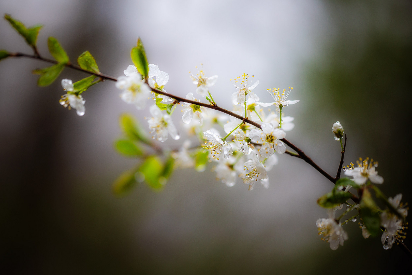 April ... Foto & Bild | wald, baum, licht Bilder auf fotocommunity