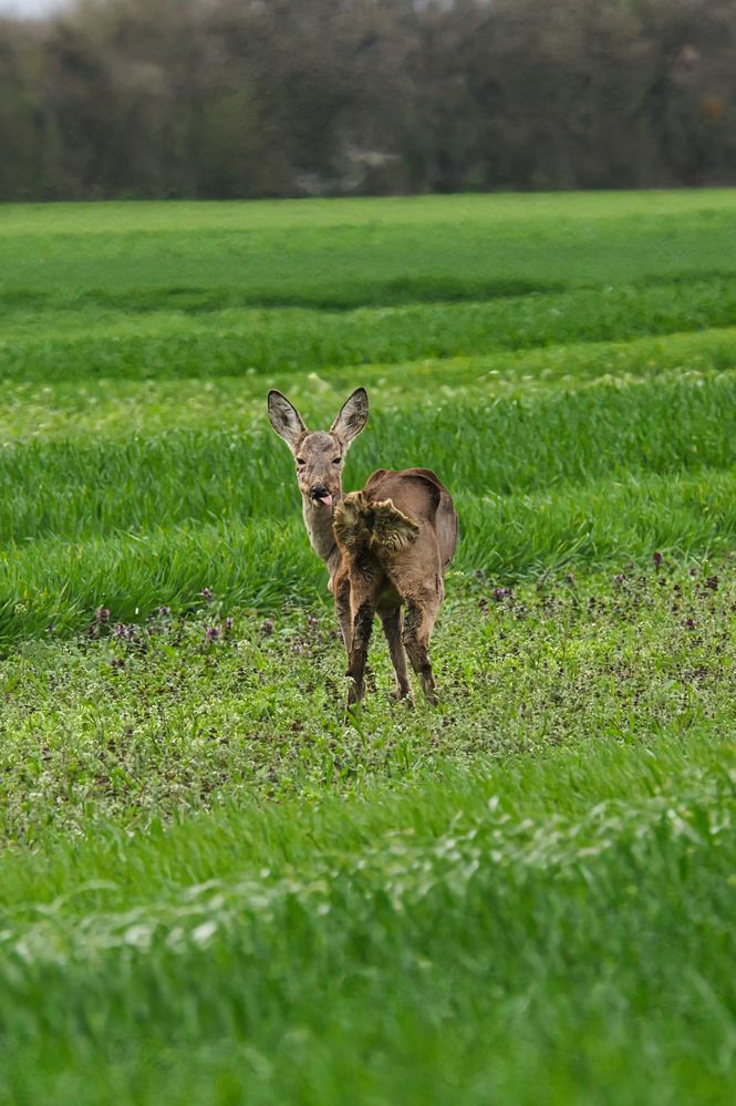 April April Foto & Bild | tiere, wildlife, säugetiere Bilder auf ...