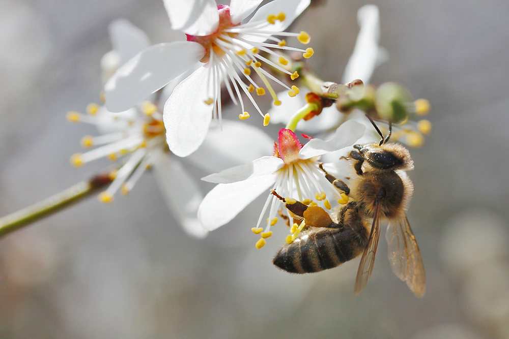 April, April Foto & Bild | tiere, wildlife, insekten Bilder auf ...