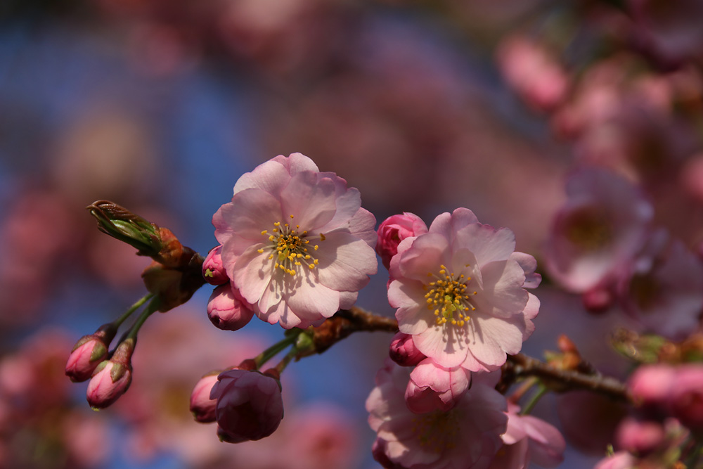 April, April !!! Foto & Bild | pflanzen, pilze & flechten, blüten ...