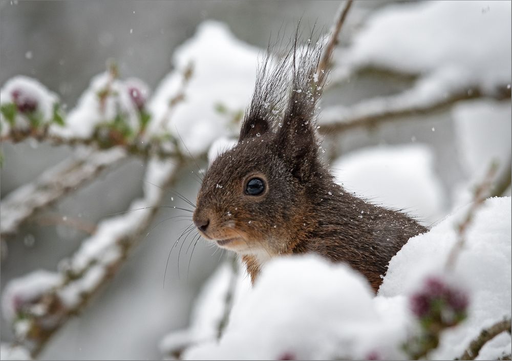 April April . . . Frühling war im März . . . Foto & Bild | tiere ...
