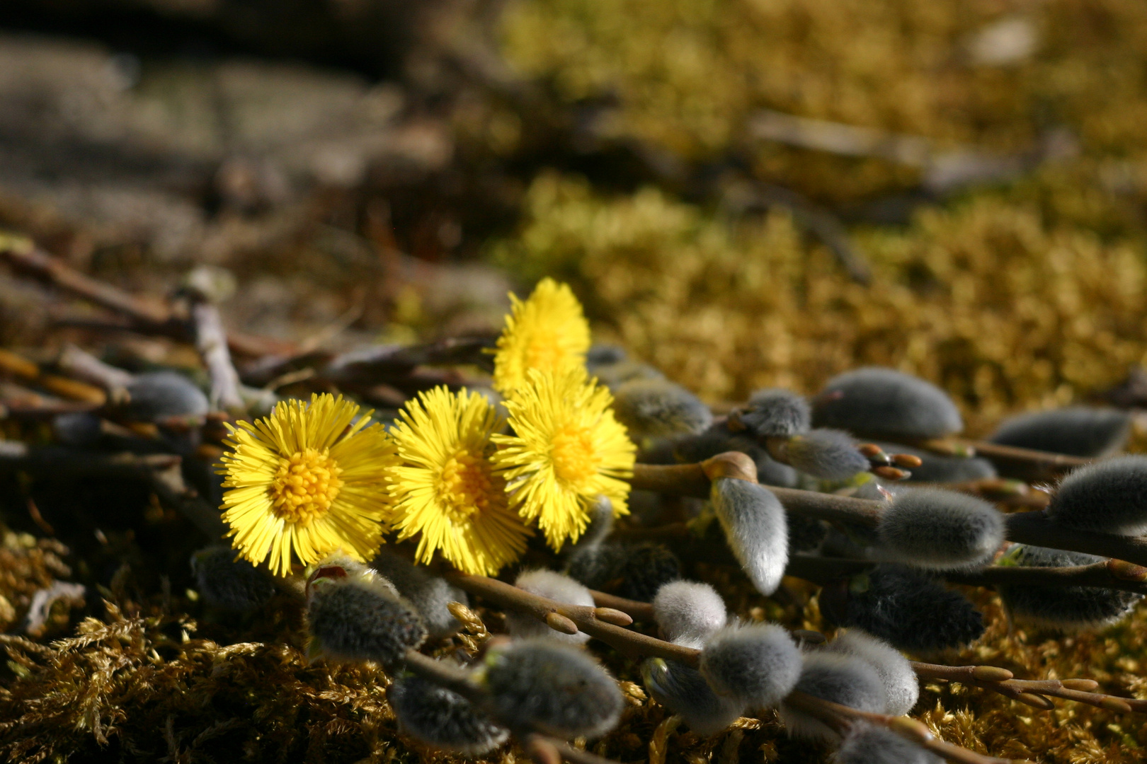 April photo et image | flowers, nature, natur Images fotocommunity