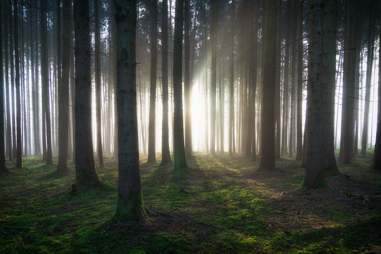 April Light Foto & Bild | landschaft, sonnenaufgänge, wald Bilder auf ...