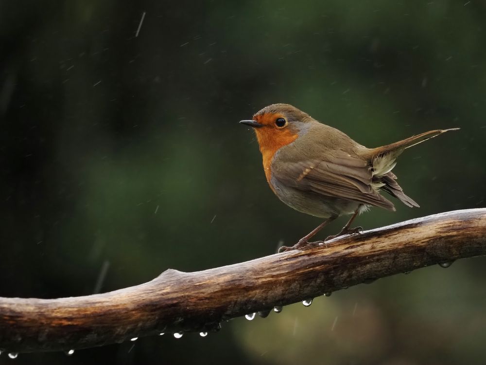 April-Wetter Foto & Bild | tiere, wildlife, wild lebende vögel Bilder ...