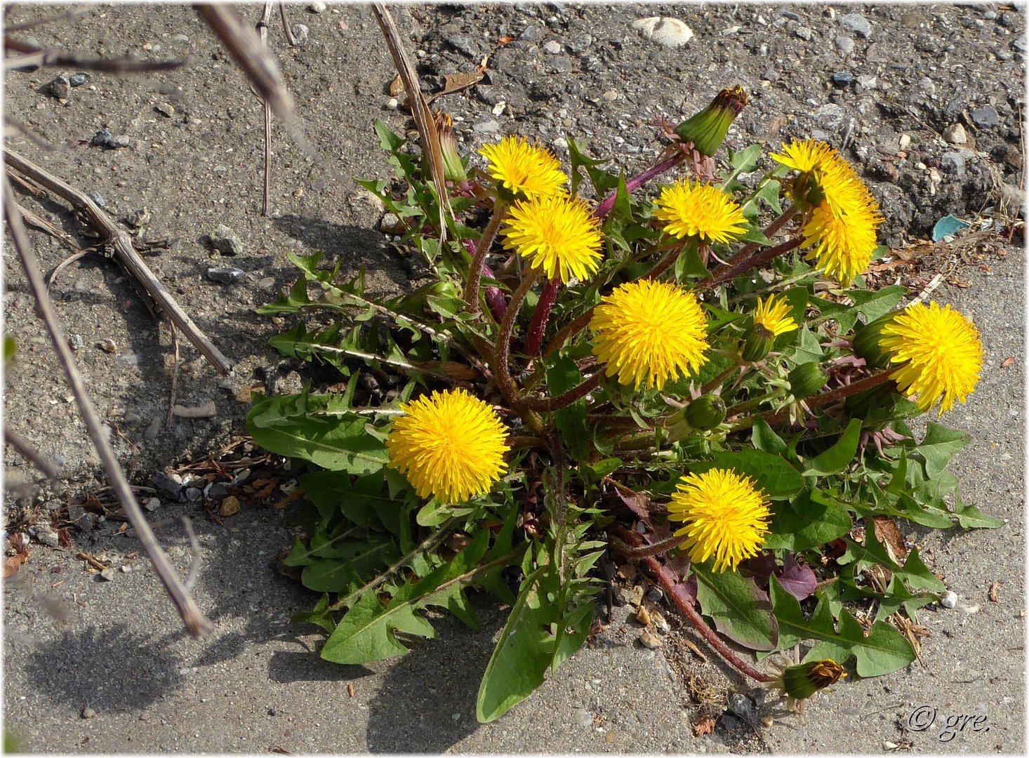 Aprilblümchen Foto & Bild | frühling, april, löwenzahn Bilder auf ...