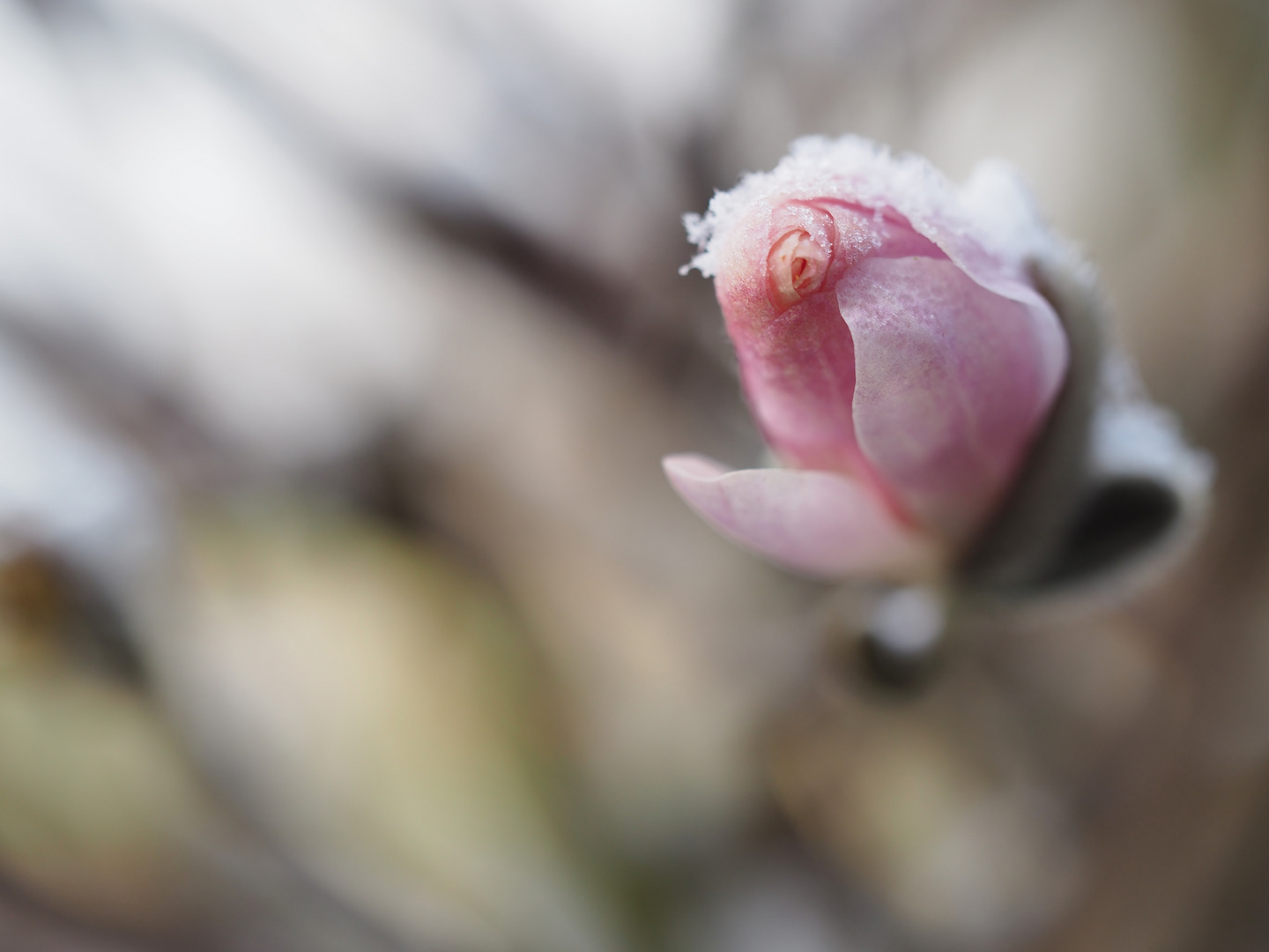 April.Impressionen. Foto & Bild | pflanzen, pilze & flechten, natur ...