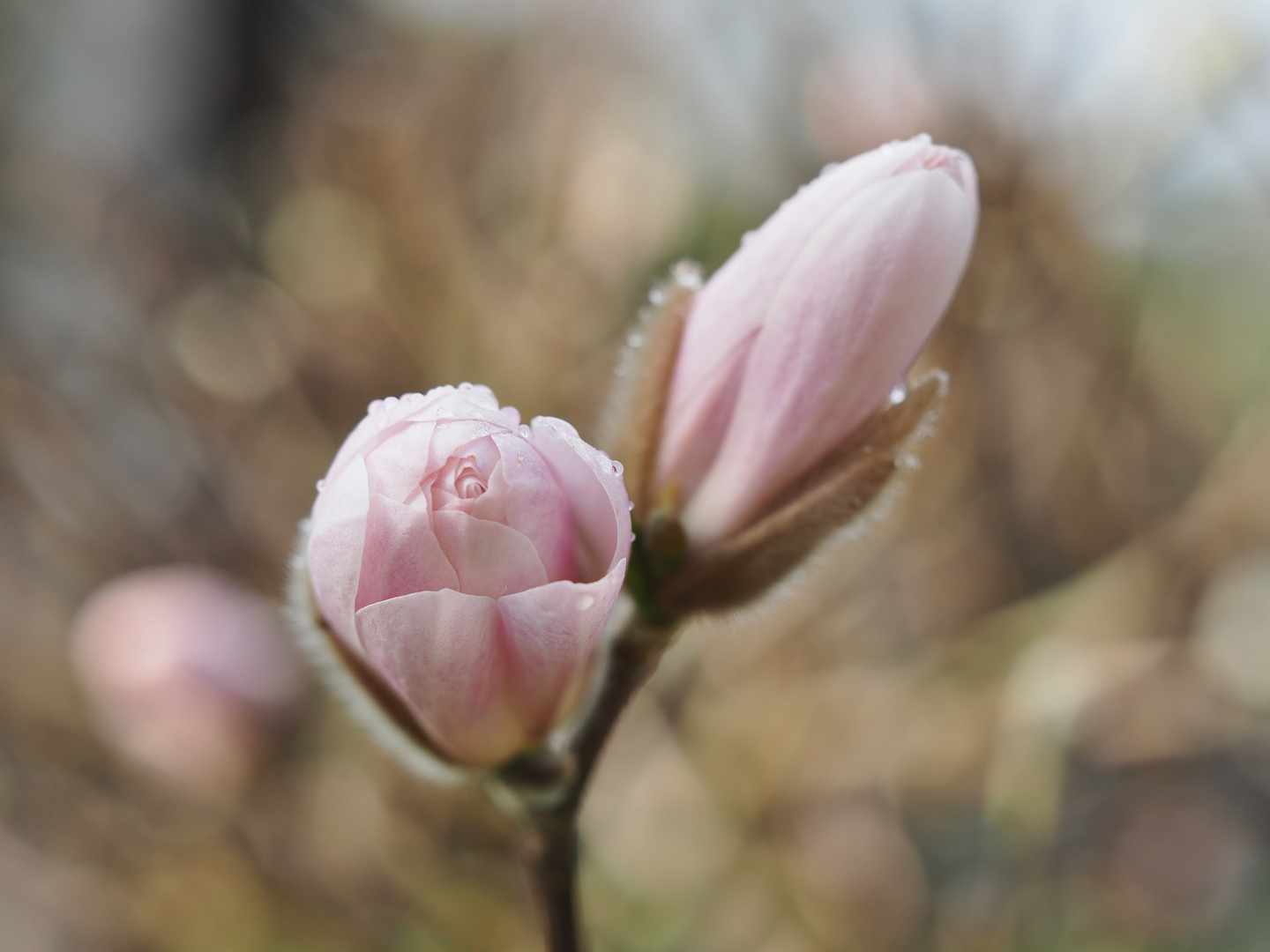 April.Impressionen.II Foto & Bild | pflanzen, pilze & flechten, natur ...