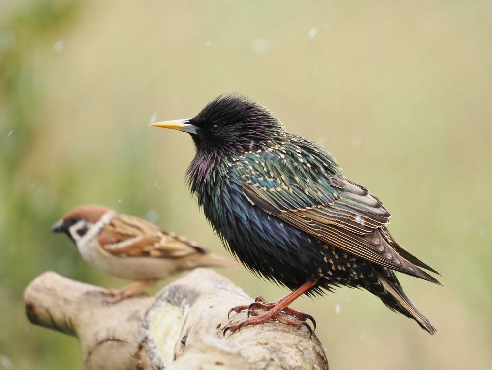 "April.Scherz." Foto & Bild | tiere, wildlife, wild lebende vögel ...