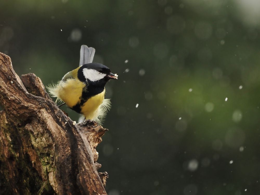 April.Wetter. Foto & Bild | tiere, wildlife, wild lebende vögel Bilder ...