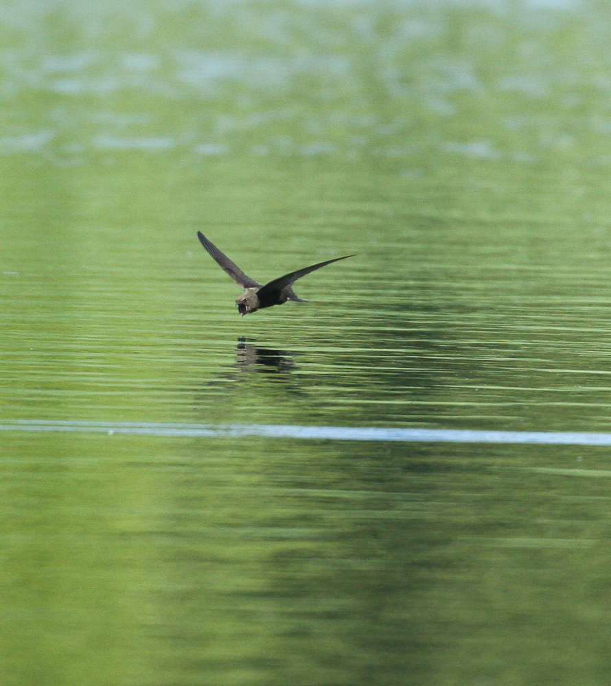 Apus apus (5.) Foto & Bild | tiere, wildlife, wild lebende vögel Bilder ...