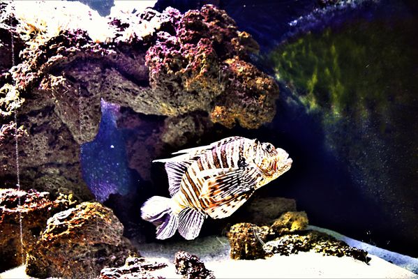 Zoo: Fische Bilder & Fotos