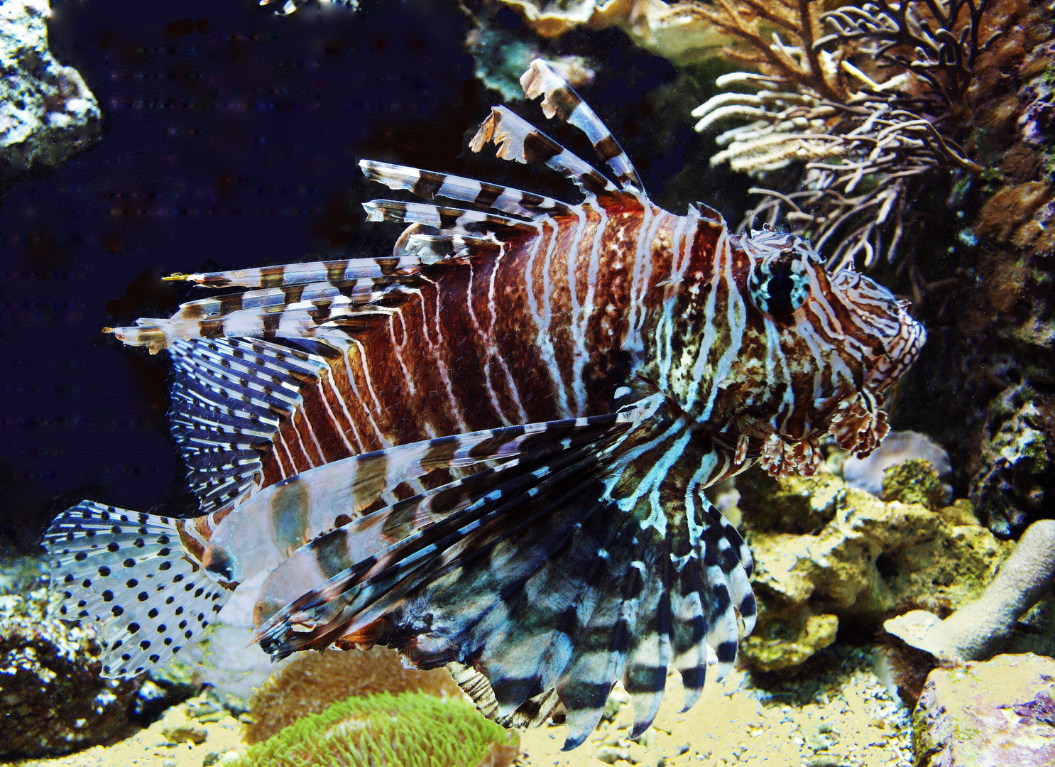 Aquarium des lagons 26 – Poisson lion ou rascasse volante photo et ...
