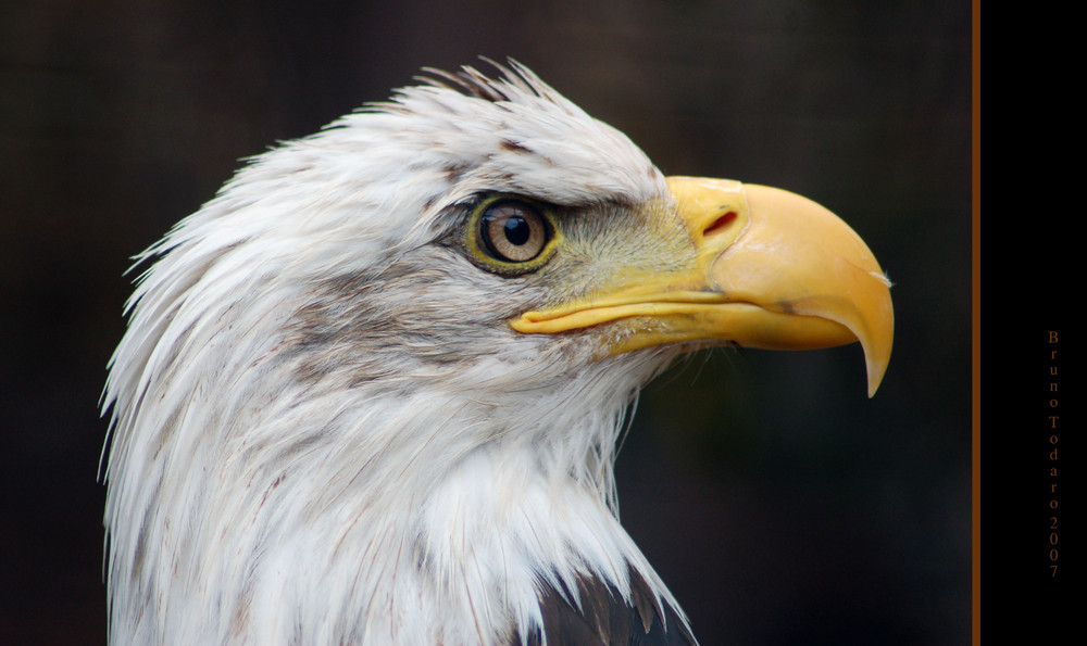 Aquila americana Foto % Immagini| animali, zoo e allevamenti ...
