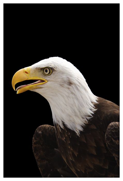 aquila Foto % Immagini| animali, uccelli allo stato libero, animali ...