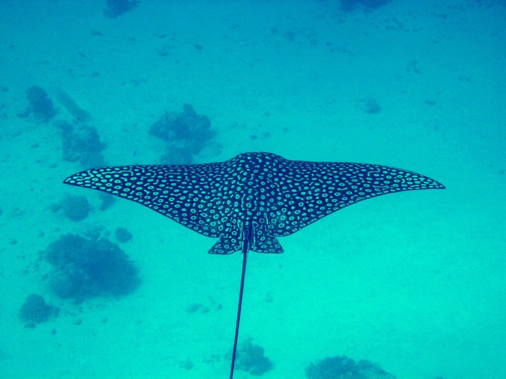 AQUILA DI MARE Foto % Immagini| animali, pesci e molluschi, foto sub ...