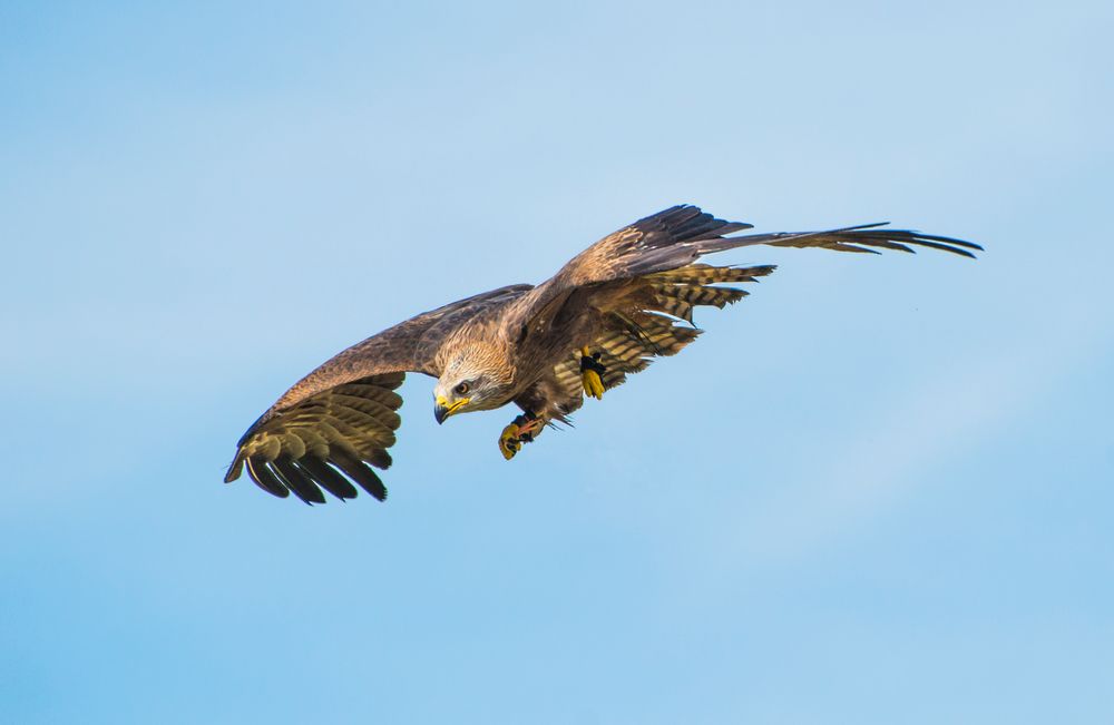Aquila in picchiata Foto % Immagini| animali, natura Foto su fotocommunity
