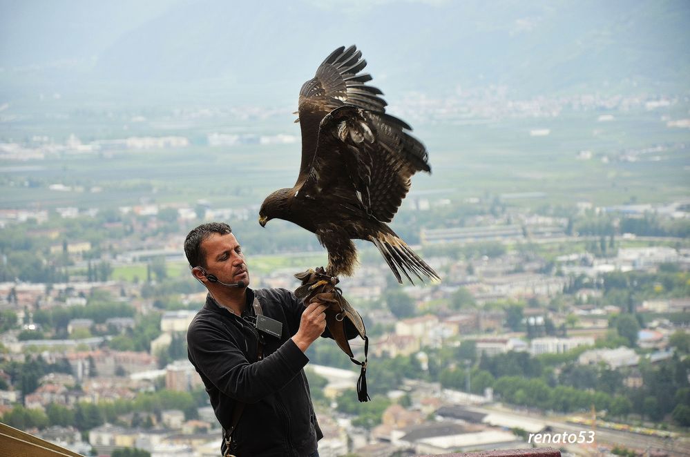 Aquila reale Foto % Immagini| animali, uccelli allo stato libero ...