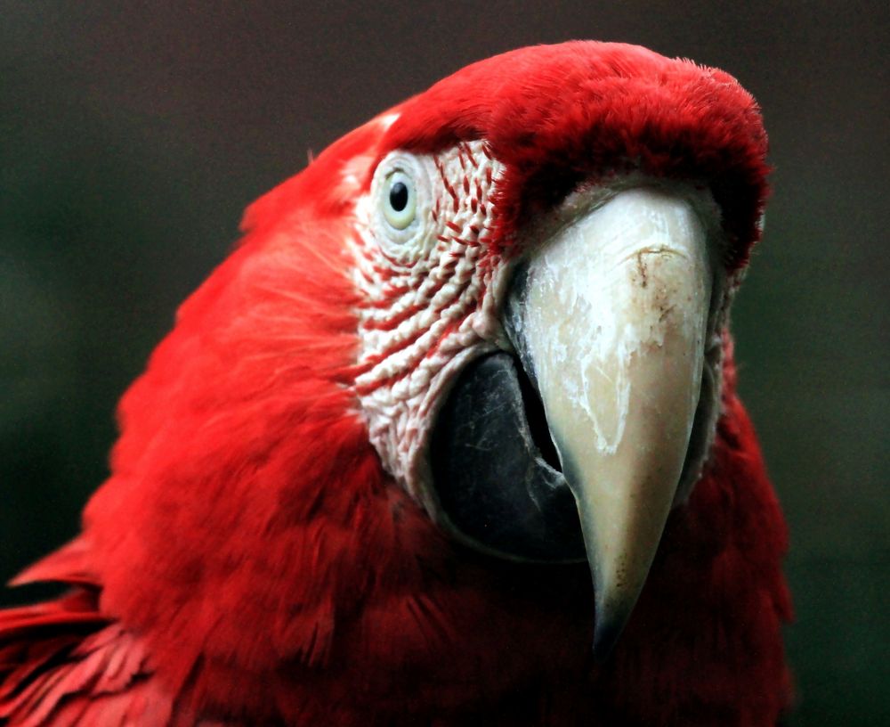 Ara Foto & Bild | natur, portrait, vogel Bilder auf fotocommunity