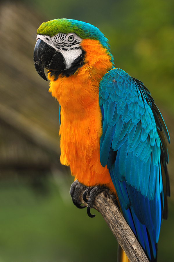 Ara Foto & Bild | tiere, zoo, wildpark & falknerei, vögel Bilder auf ...
