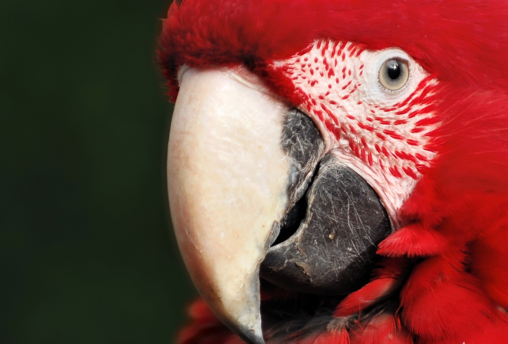 Ara chloroptère photo et image | animaux, zoo et animaux en captivité ...