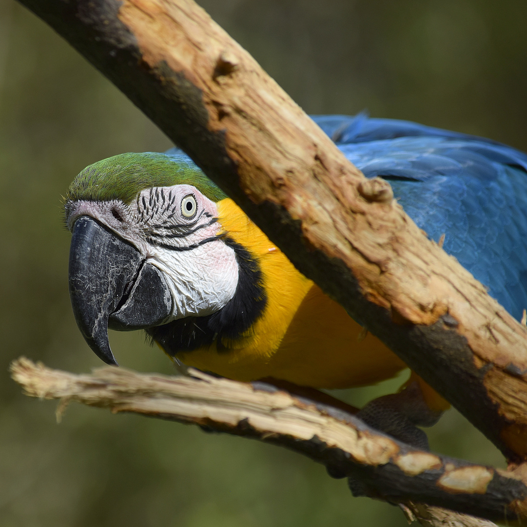 Ara im Vogelpark Herborn Uckersdorf Foto & Bild | natur, vogel, zoo ...