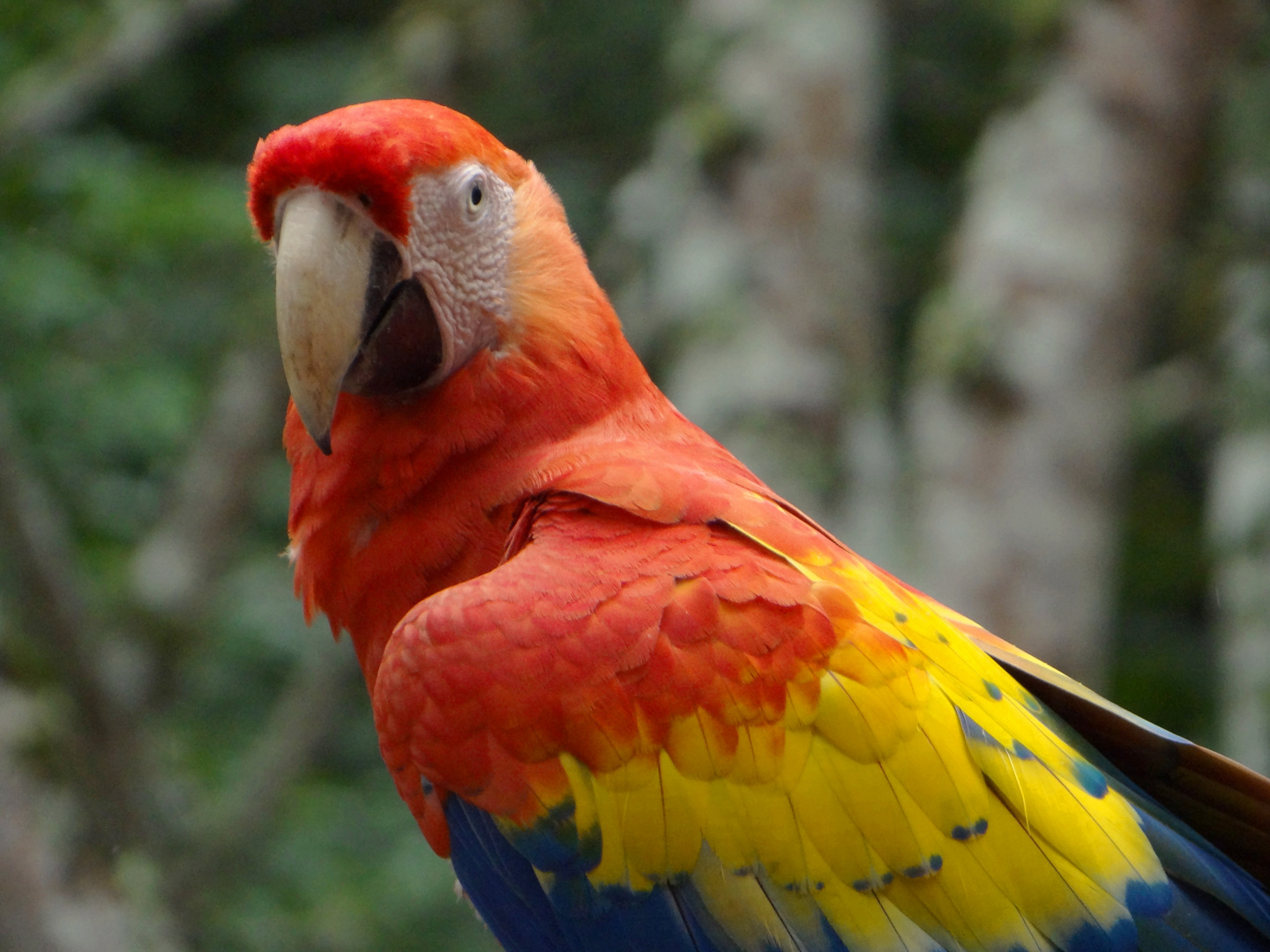 Ara Macao Imagen & Foto | animales, aves, naturaleza Fotos de fotocommunity