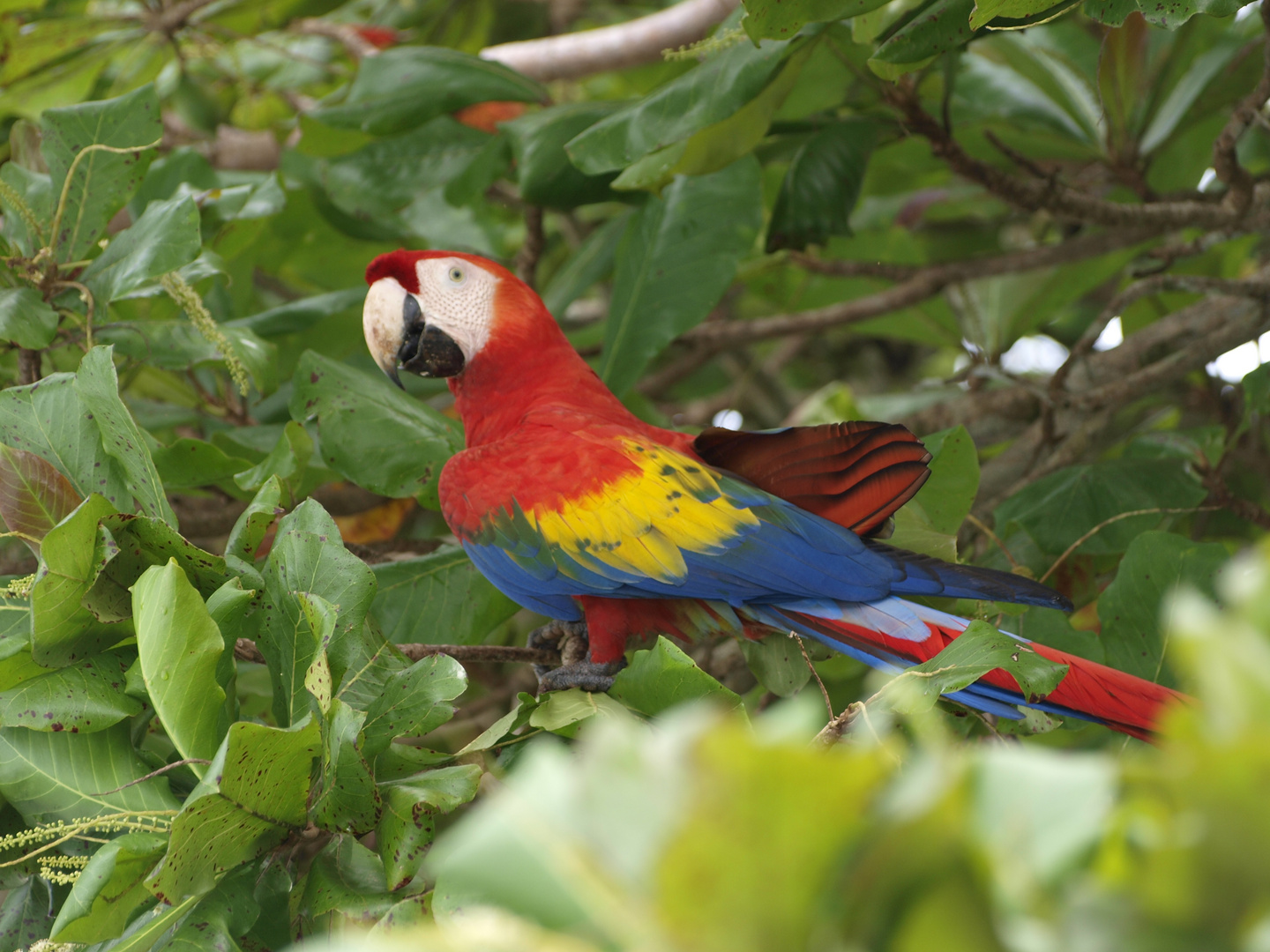 Ara Papagei frei in Natur Foto & Bild | tiere, tierdetails, natur ...