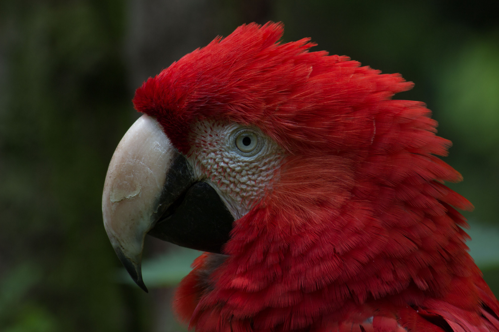 Ara Portrait Foto & Bild | tiere, zoo, wildpark & falknerei, vögel ...