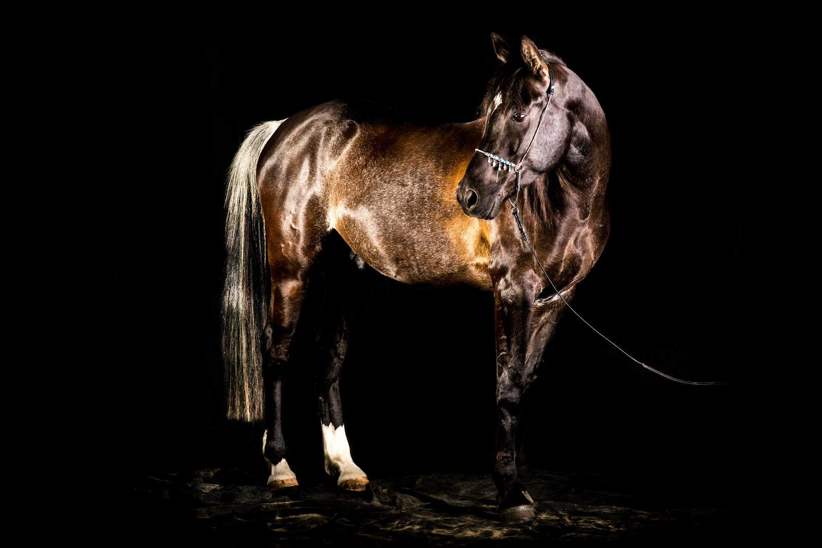 Schwarzer Arabischer Hengst