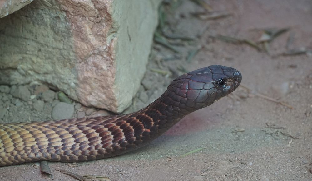 Arabische Kobra Foto & Bild | tiere, zoo, wildpark & falknerei ...