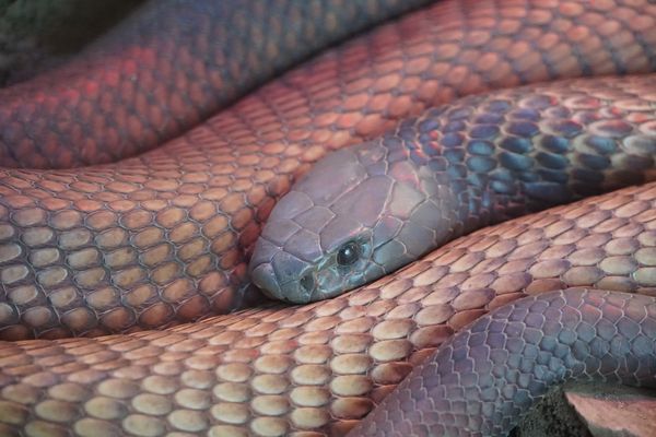 Reptilien Bilder & Fotos