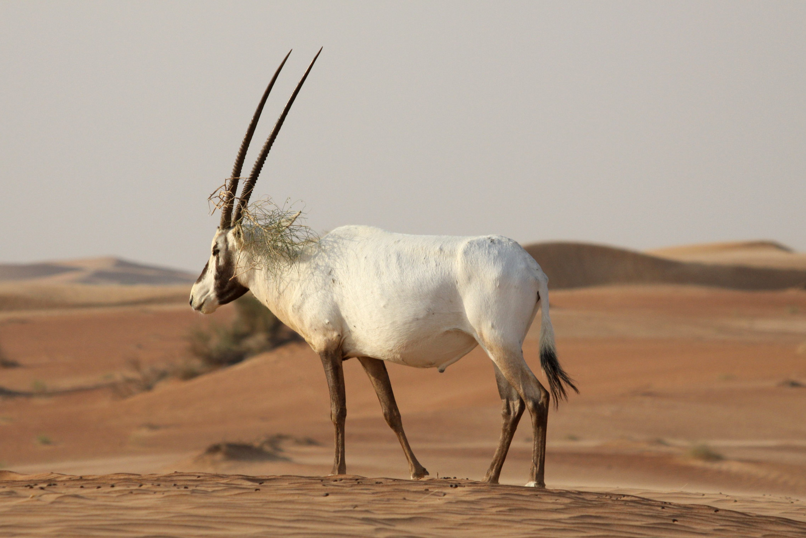 Arabische Oryx- Antilope 2 Foto & Bild | tiere, wildlife, säugetiere ...