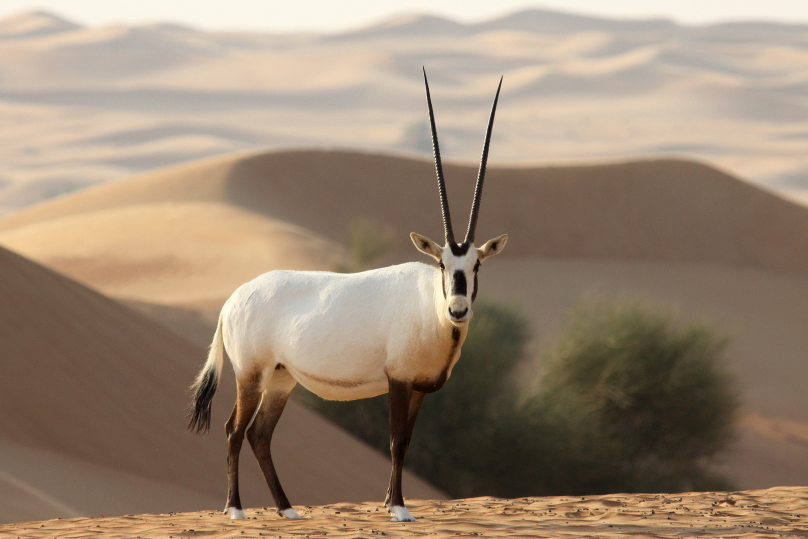 Arabische Oryx-Antilope Foto & Bild | tiere, wildlife, säugetiere ...