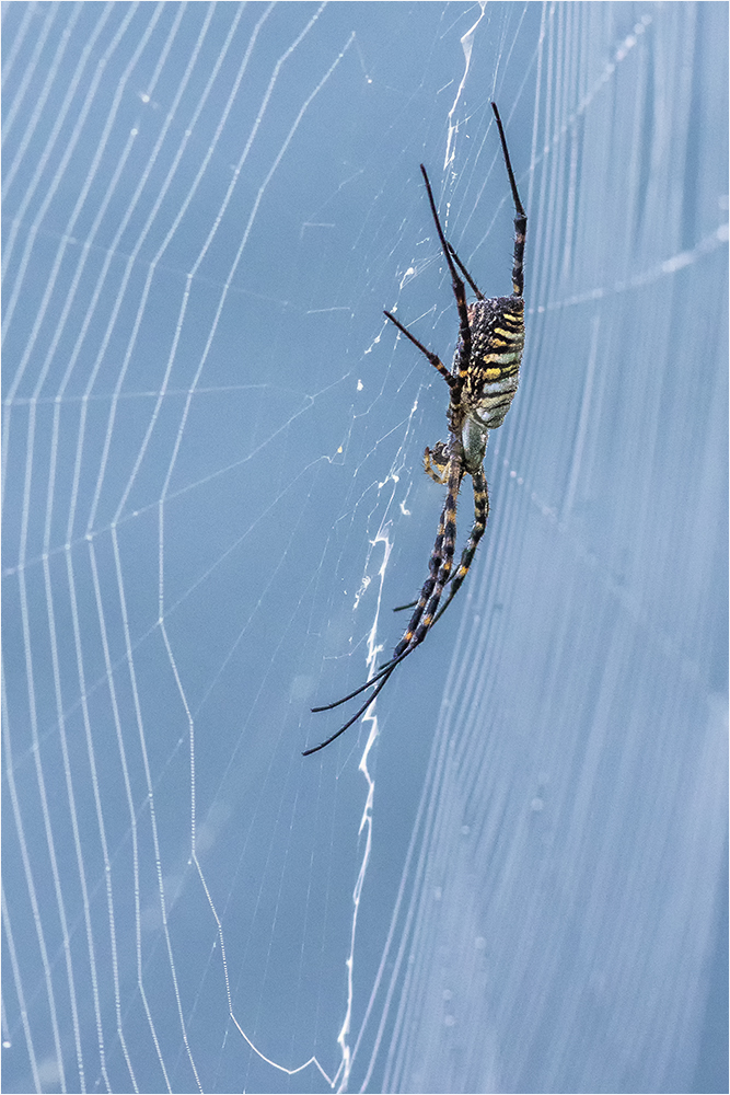 arachnoides universum Foto & Bild | spain, outdoor, mallorca Bilder auf ...