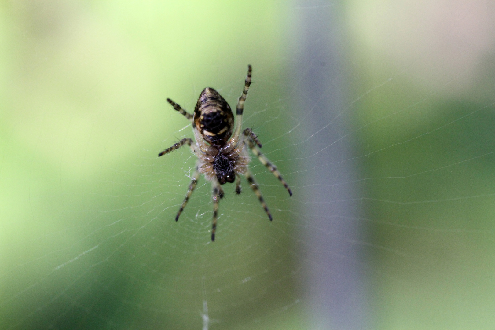 Arachnophobie photo et image | macro nature, macro insectes, araignée ...