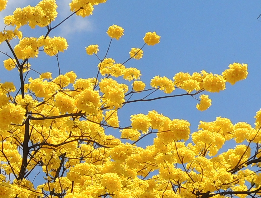 Araguaney en flor (Handroanthus chrysanthus) Imagen & Foto | plantas ...