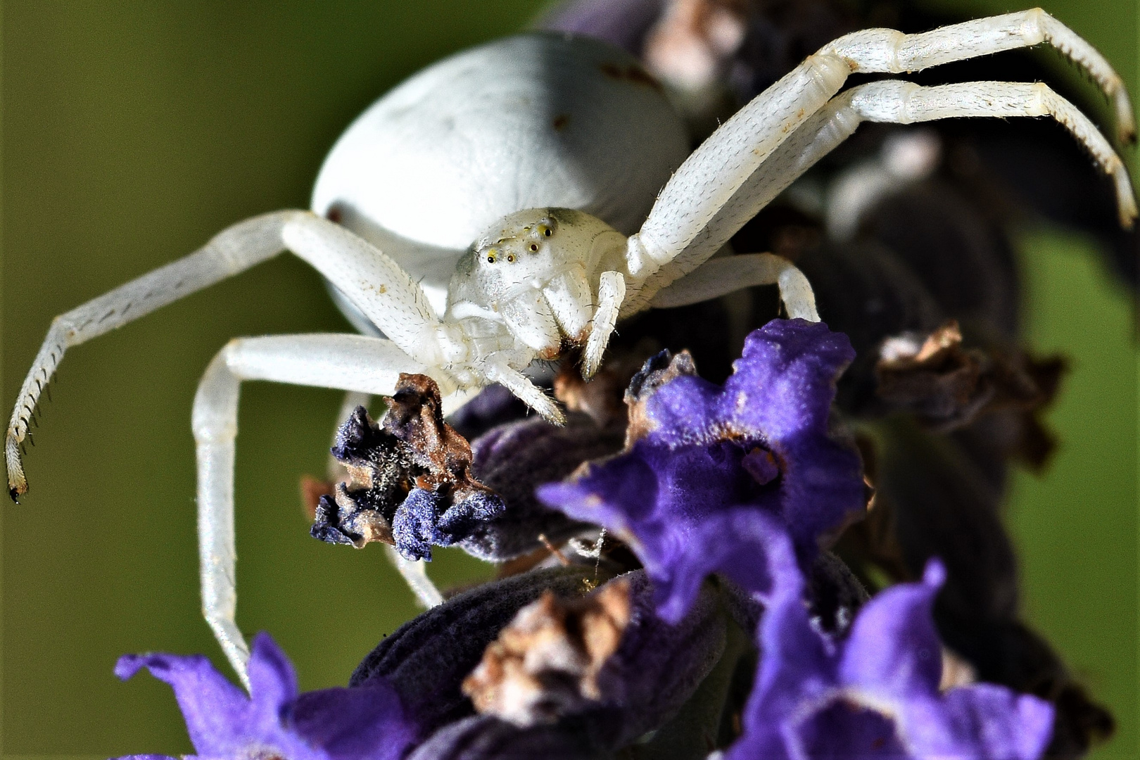 araignée crabe photo et image | macro nature, fotos, france Images fotocommunity