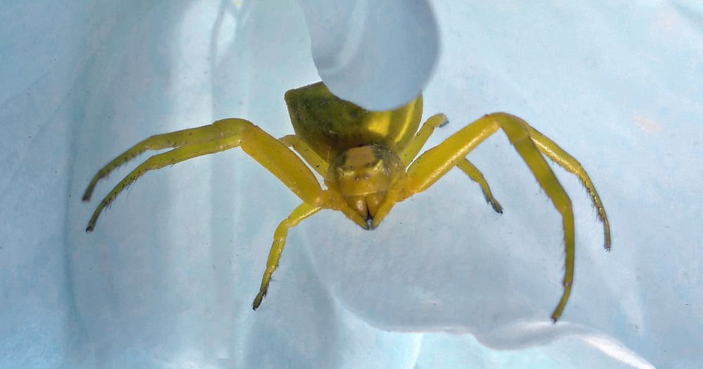 Araignée-crabe photo et image | nature, fleurs, insectes Images ...