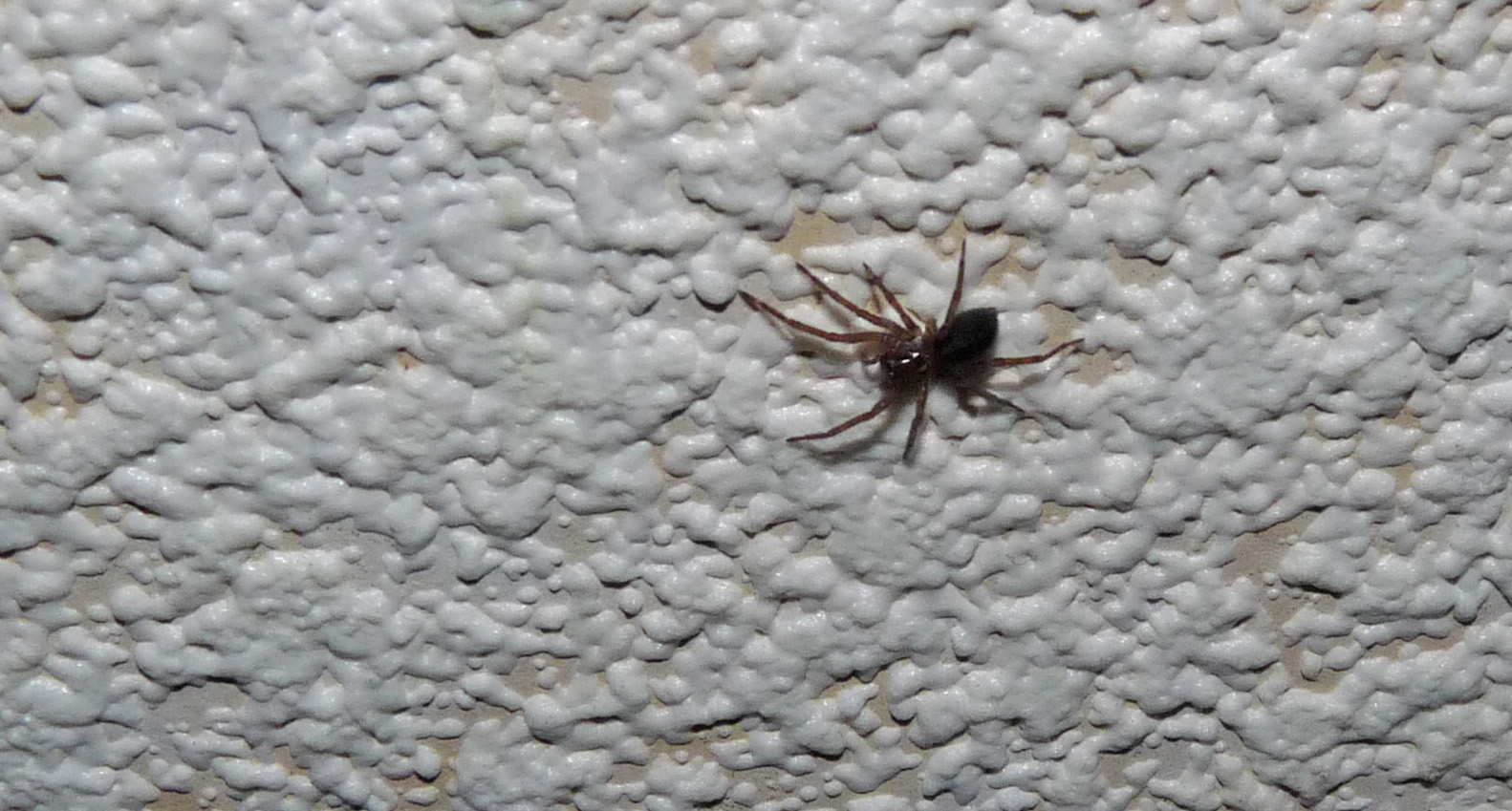 Araignée minuscule. photo et image | macro nature, araignées, insectes ...