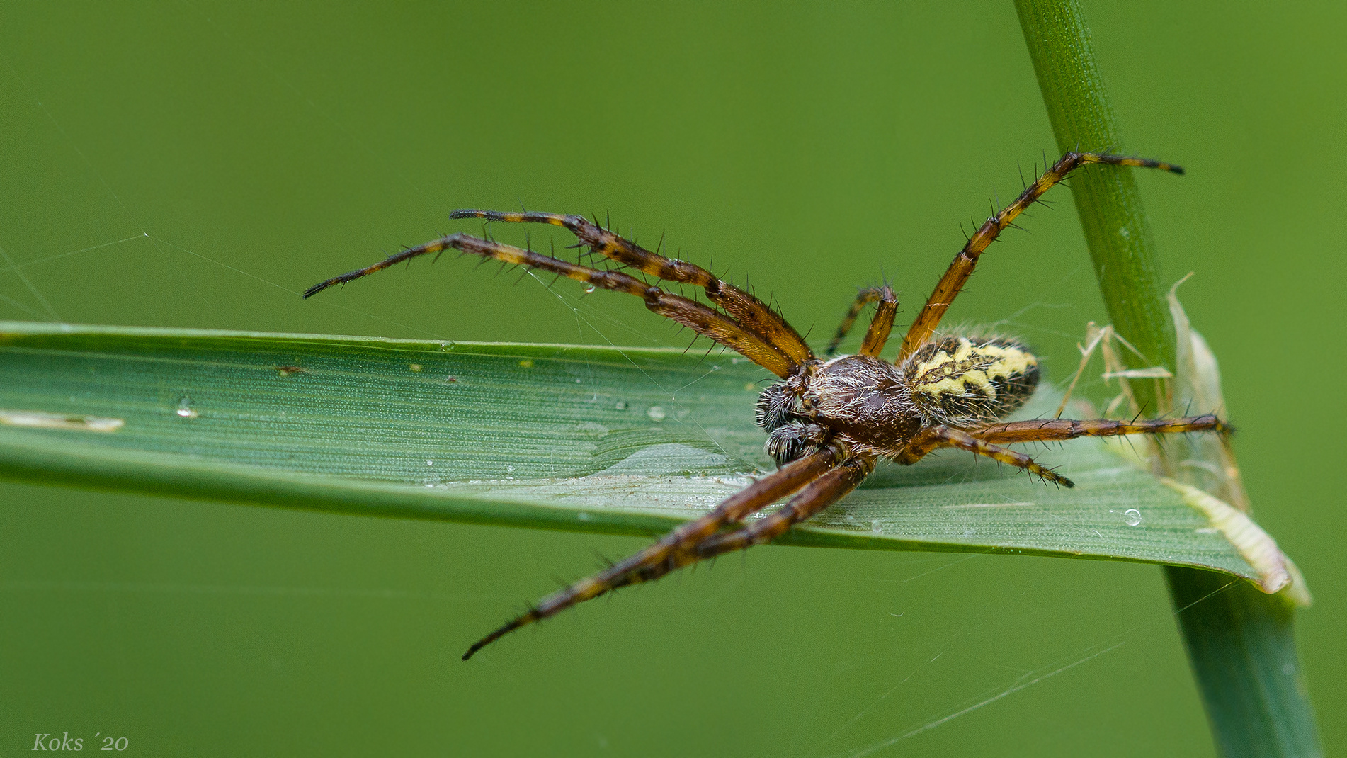 Araneidae Foto & Bild | tiere, wildlife, spinnen Bilder auf fotocommunity