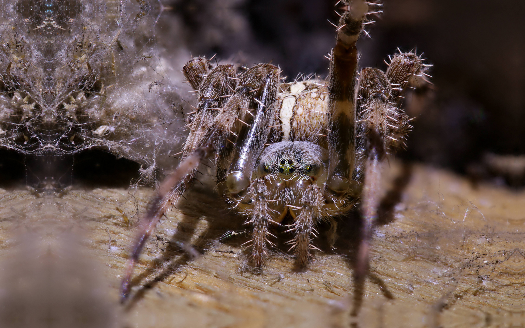 Araneus Foto & Bild | natur, tiere, wildlife Bilder auf fotocommunity