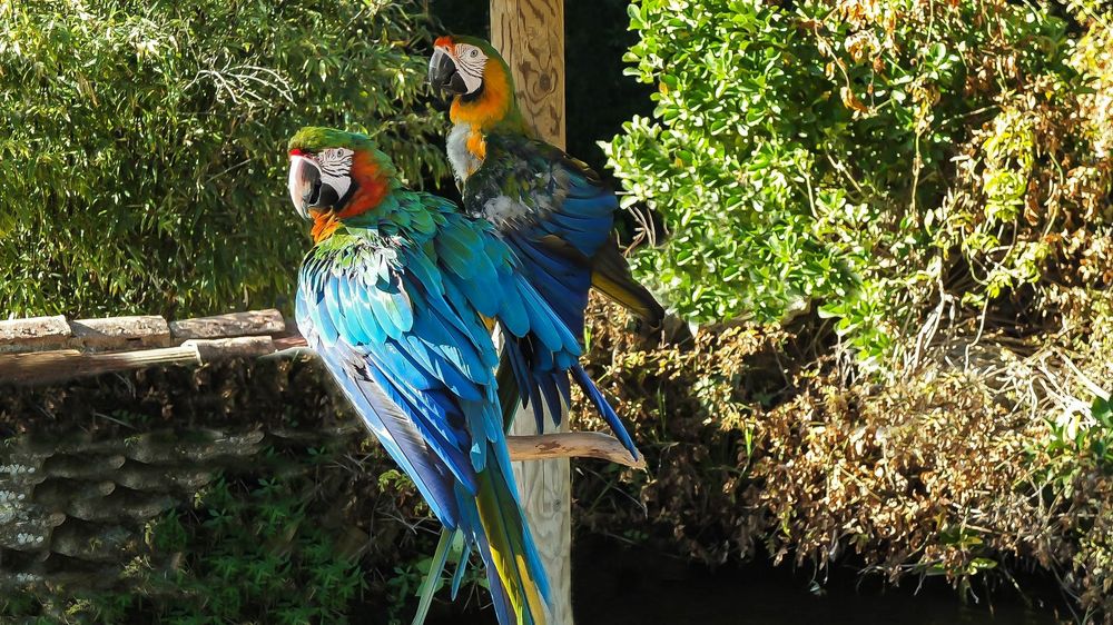 Aras photo et image | nature, animaux, oiseaux Images fotocommunity