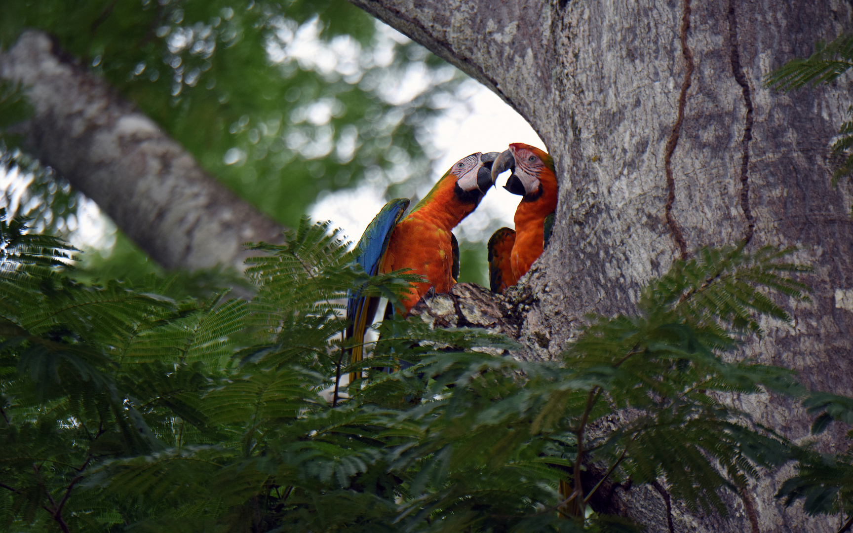 "Aras" Foto & Bild | tiere, wildlife, wild lebende vögel Bilder auf ...