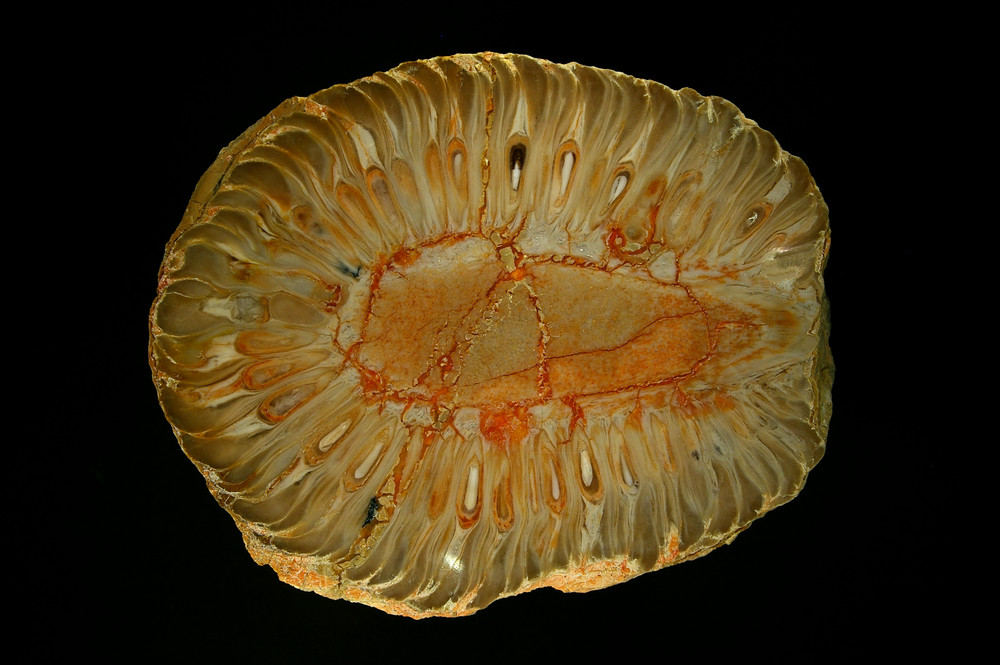 Araucaria Mirabilis - ein fossiler Zapfen aus Argentinien Foto & Bild ...