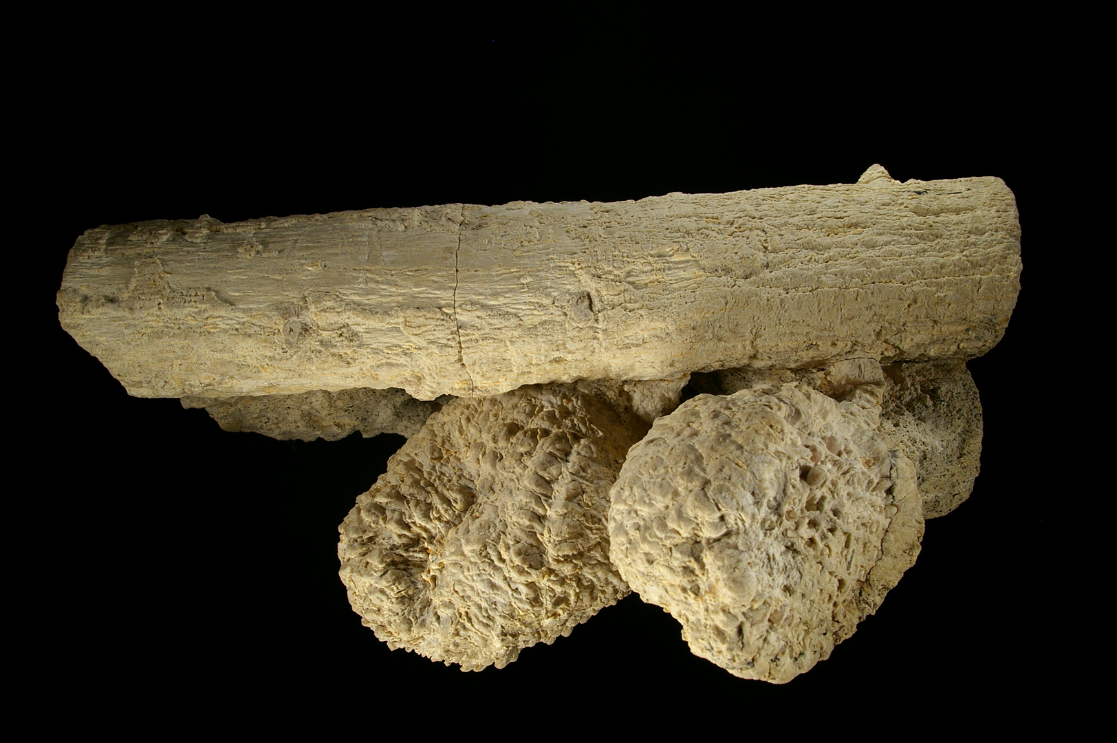 Araucaria Mirabilis - zwei Zapfen noch am Ast angewachsen Foto & Bild ...